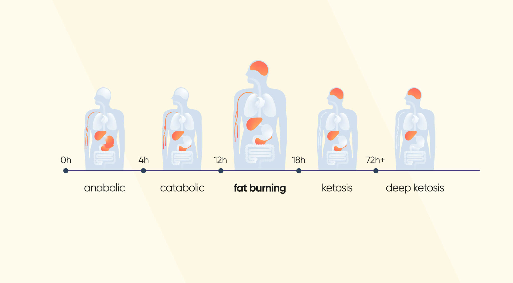 14/10 Intermittent Fasting Guide for Beginners: Benefits & Results